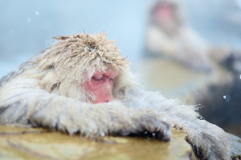 Can Baby Chicks Survive in Cold Weather: Essential Tips - Lifesavegear