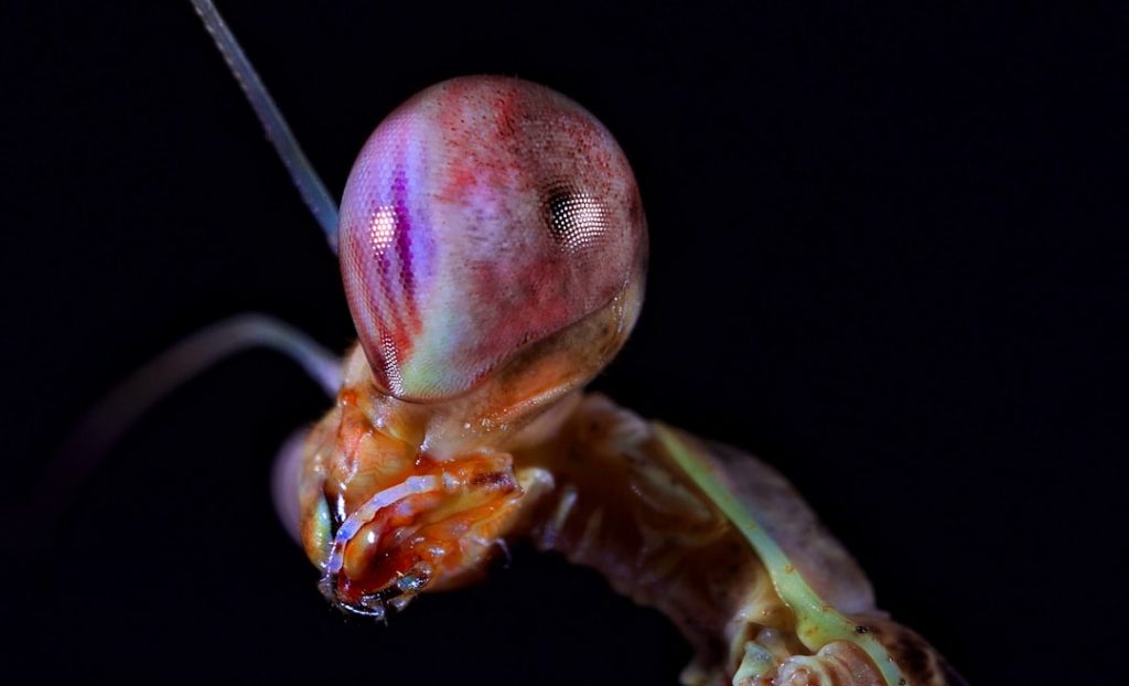 Can Baby Praying Mantis Survive Cold Weather?: Unveiling Truth ...