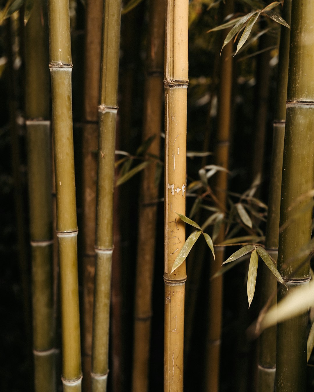 Can Bamboo Survive Cold Weather? Discover the Truth - Lifesavegear