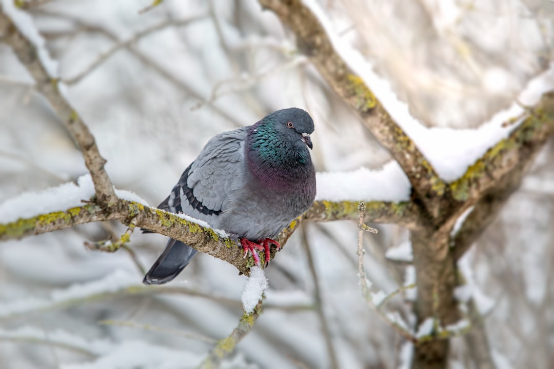Can Birds Survive in Cold Weather: Unveiling Nature's Secret - Lifesavegear