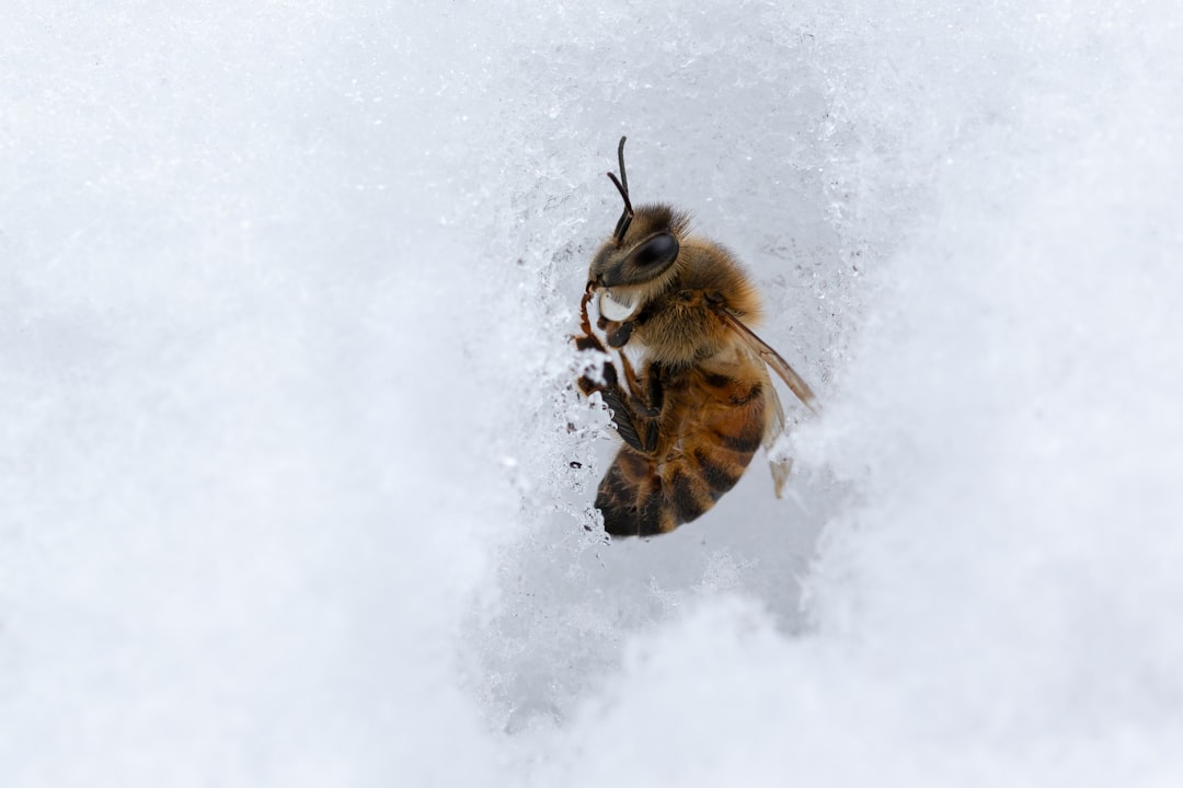 Can Bumble Bees Survive Cold Weather? Discover Now! - Lifesavegear