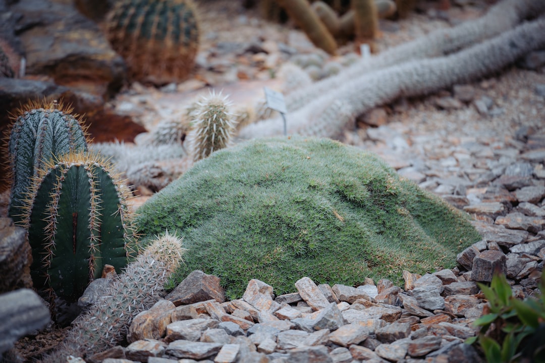 Can Cactus Survive in Cold Weather? Discover the Truth - Lifesavegear