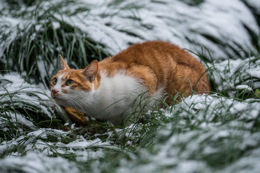 Can Cats Survive in 45 Degree Weather: Essential Insights - Lifesavegear