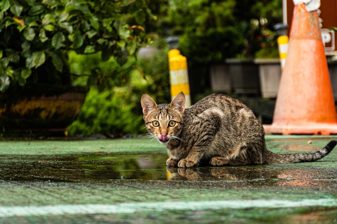Can Cats Survive in 90 Degree Weather? Safety Tips - Lifesavegear