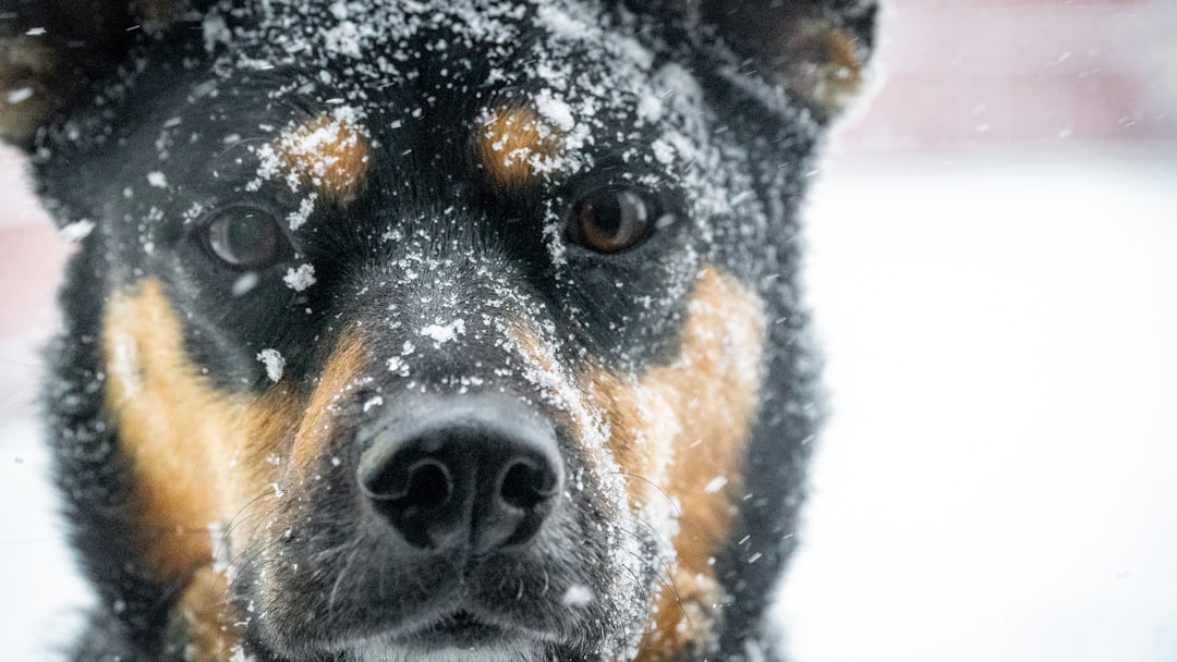 Can Dogs Survive Cold Weather: Essential Tips - Lifesavegear