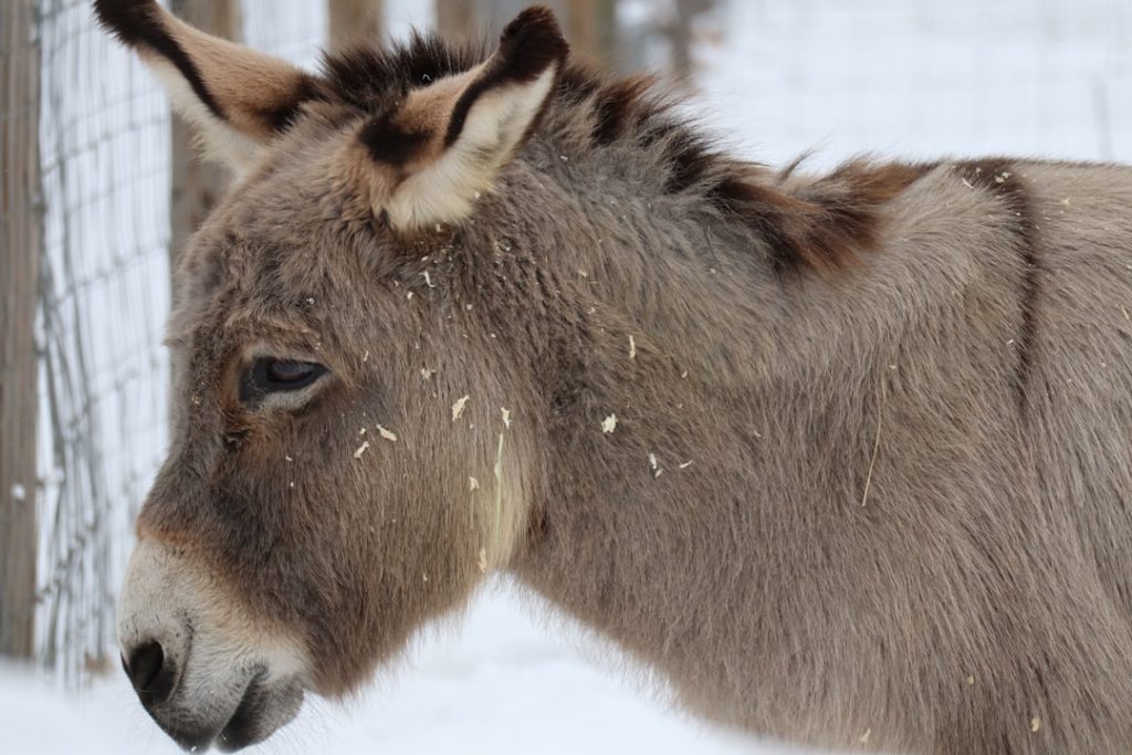 Can Donkeys Survive Cold Weather: Essential Insights - Lifesavegear