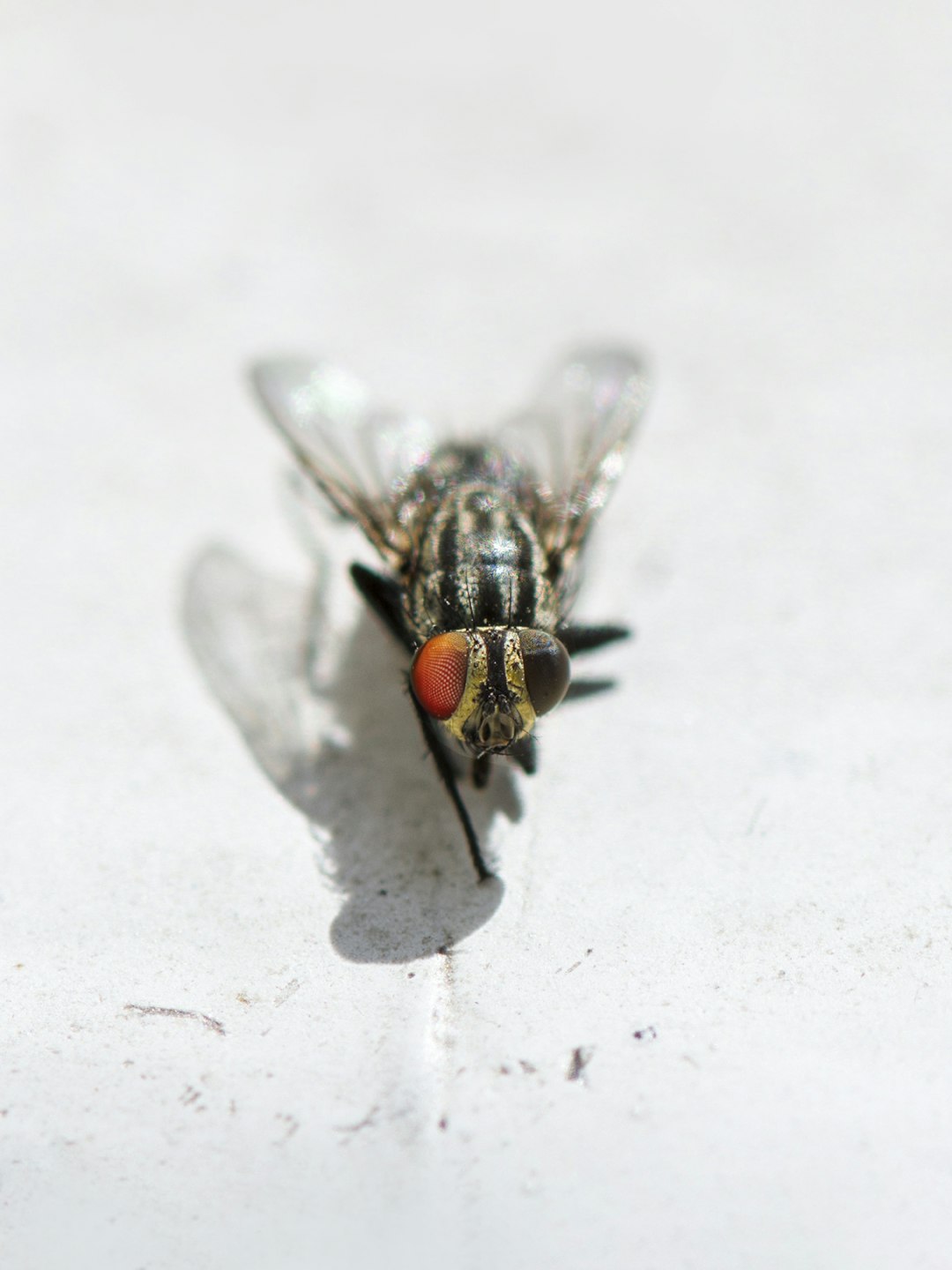 Can Flies Survive in Cold Weather: Unveiling the Truth - Lifesavegear