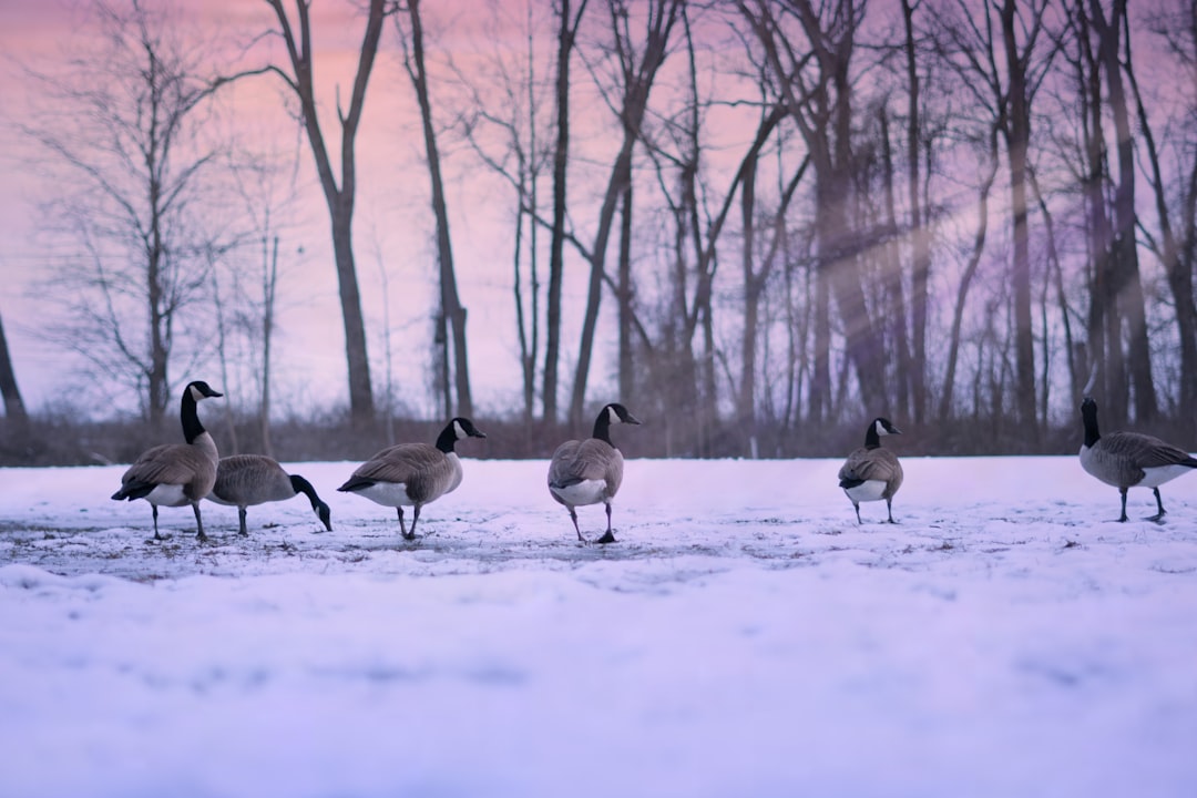 Can Geese Survive Cold Weather? Discover the Truth - Lifesavegear