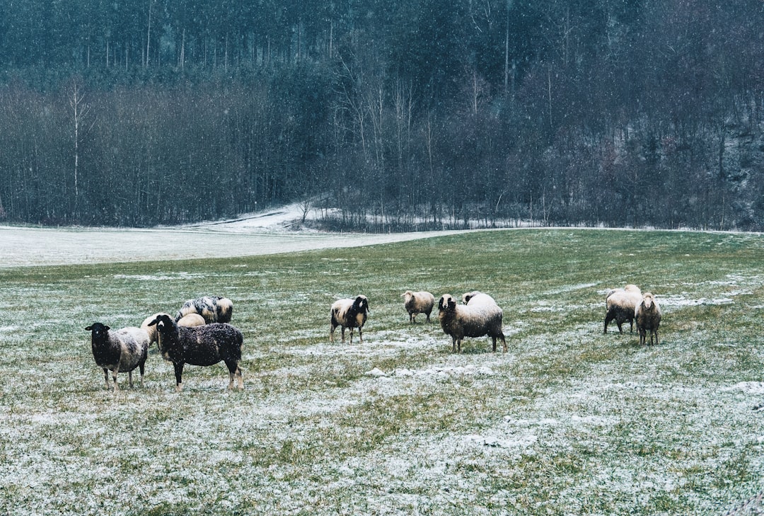 Can German Shepherds Survive in Cold Weather? Discover How! - Lifesavegear