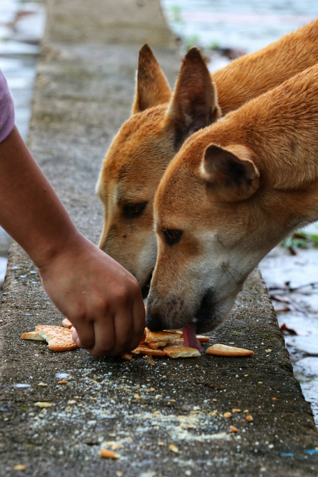 Can Humans Eat Dog Food in an Emergency: Survival Insights - Lifesavegear