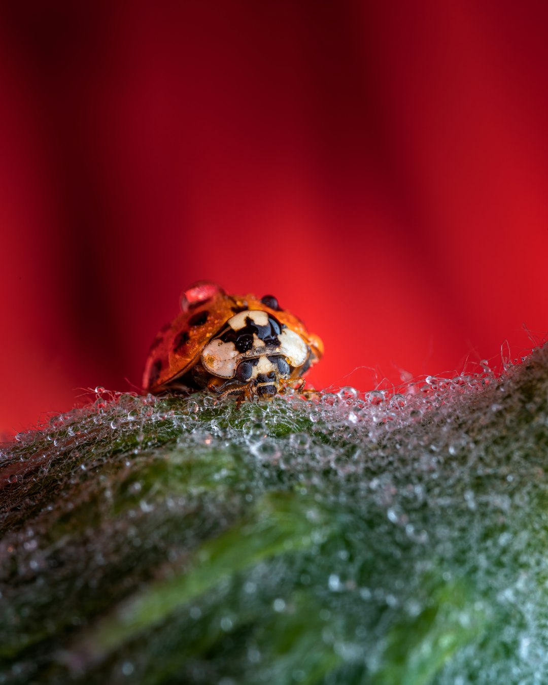 Can Ladybugs Survive Cold Weather?: Discover Their Secrets - Lifesavegear
