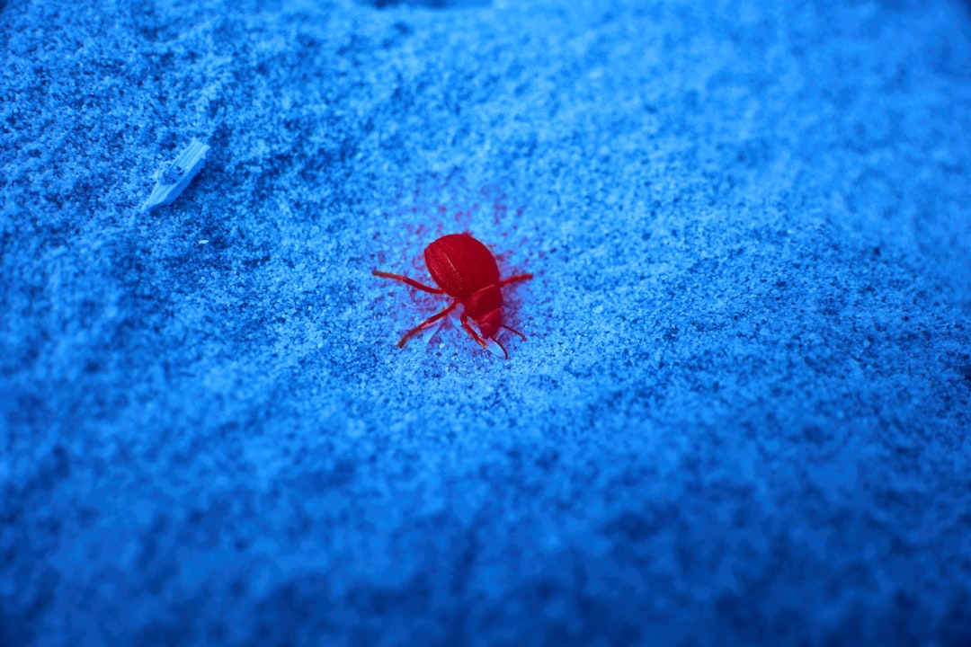 Can Lice Survive in Cold Weather: Myth vs. Reality - Lifesavegear