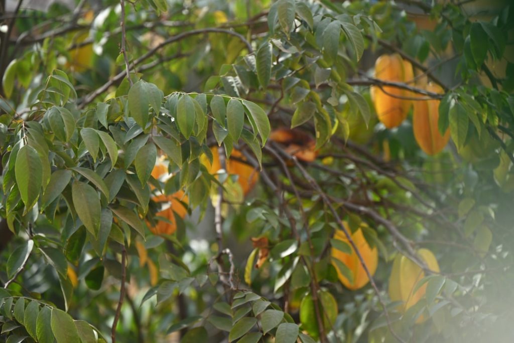 Can Mango Tree Survive Cold Weather? Tips & Insights - Lifesavegear