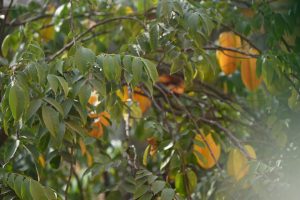 Can Mango Tree Survive Cold Weather? Tips & Insights - Lifesavegear