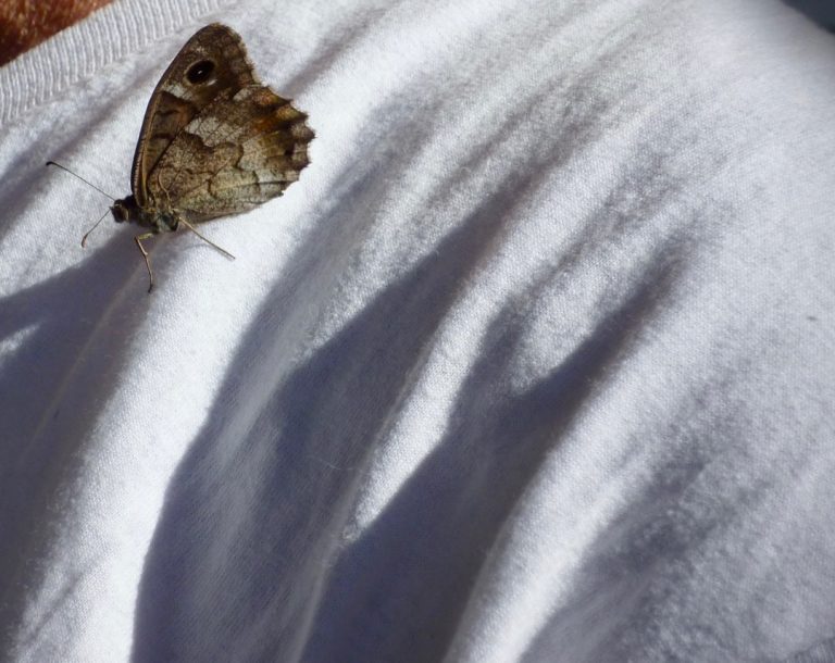 Can Moths Survive Cold Weather: Myths and Facts Uncovered - Lifesavegear