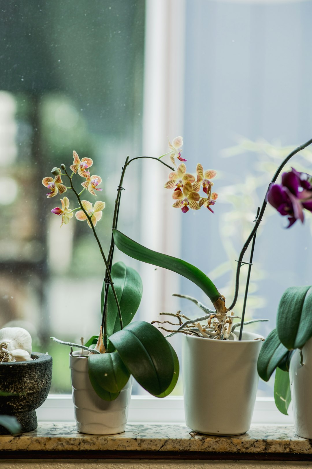 Can Orchids Survive Cold Weather: Essential Tips - Lifesavegear