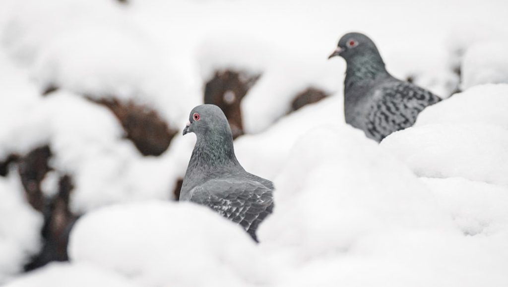 Can Pigeons Survive in Cold Weather? Discover the Truth - Lifesavegear