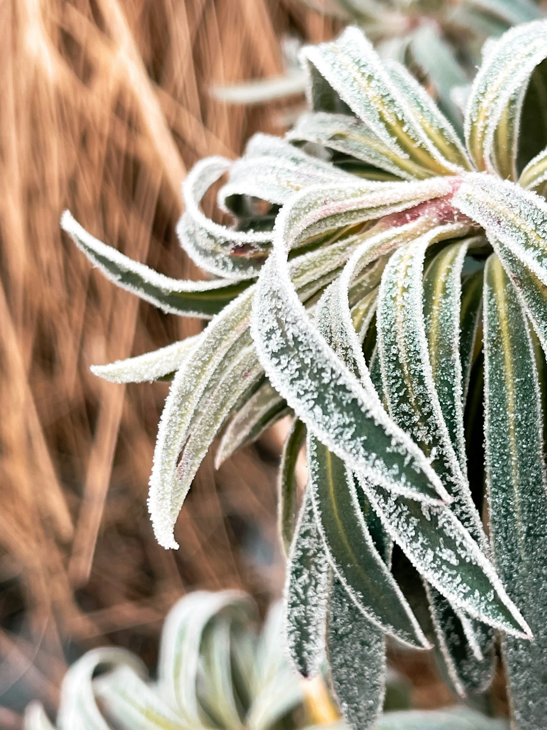 Can Plants Survive 100 Degree Weather: Expert Tips - Lifesavegear