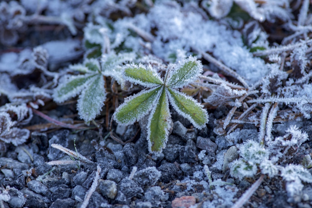 Can Plants Survive in Cold Weather? Discover Tips & Tricks - Lifesavegear