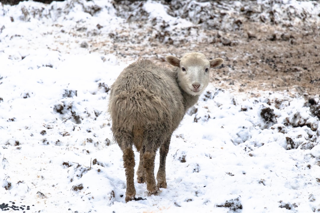 Can Sheep Survive Cold Weather? Essential Insights - Lifesavegear
