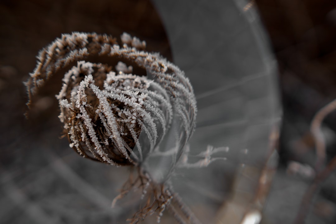 Can Spiders Survive Cold Weather? Discover the Truth - Lifesavegear
