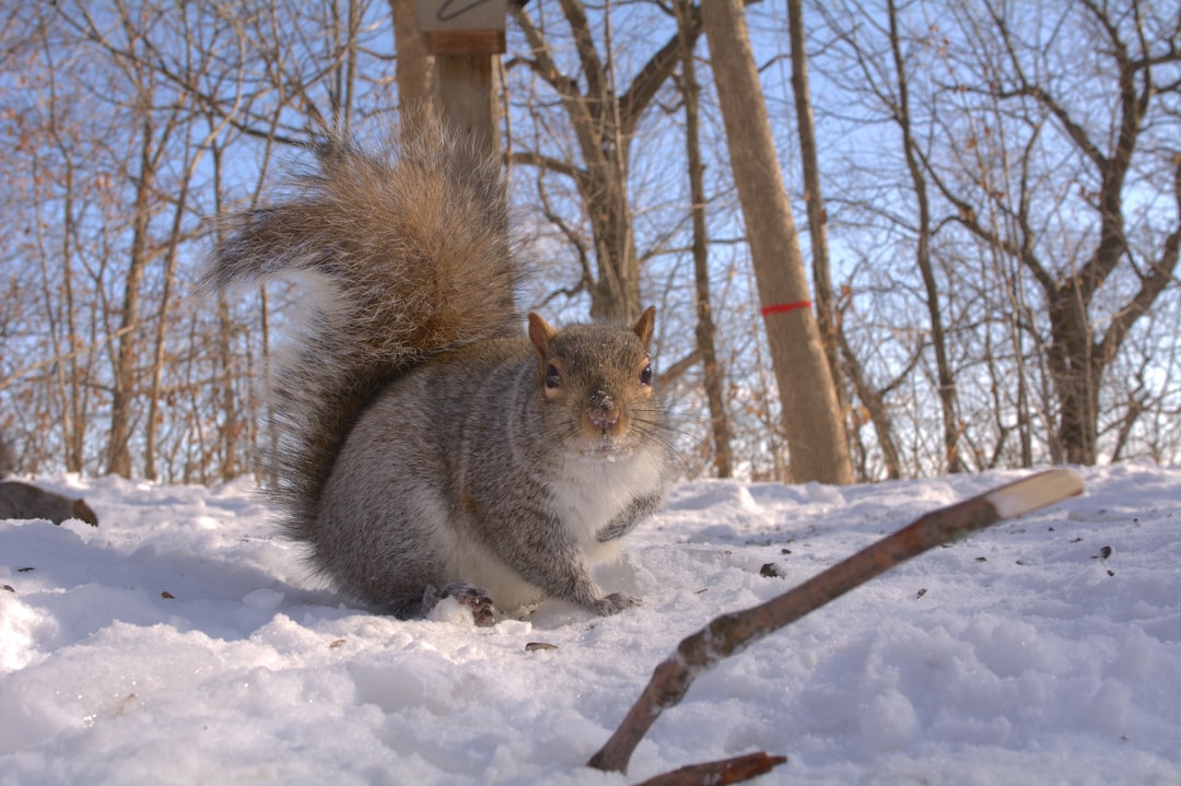 Can Squirrels Survive Cold Weather? Discover How! - Lifesavegear