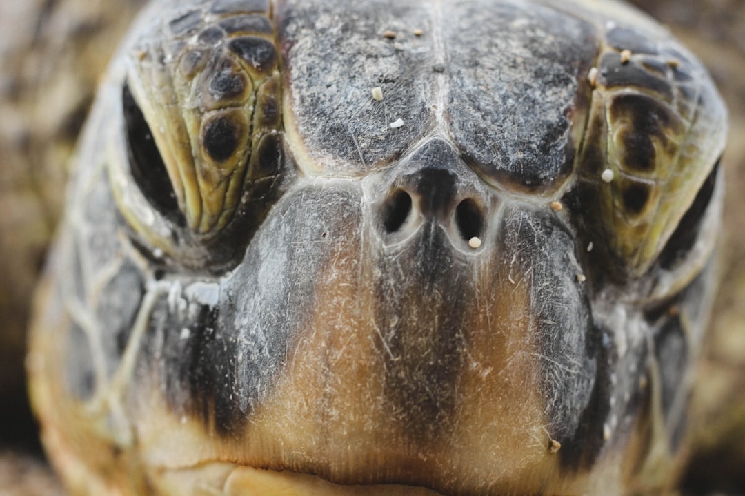 Can Turtles Survive Cold Weather? Discover the Truth - Lifesavegear