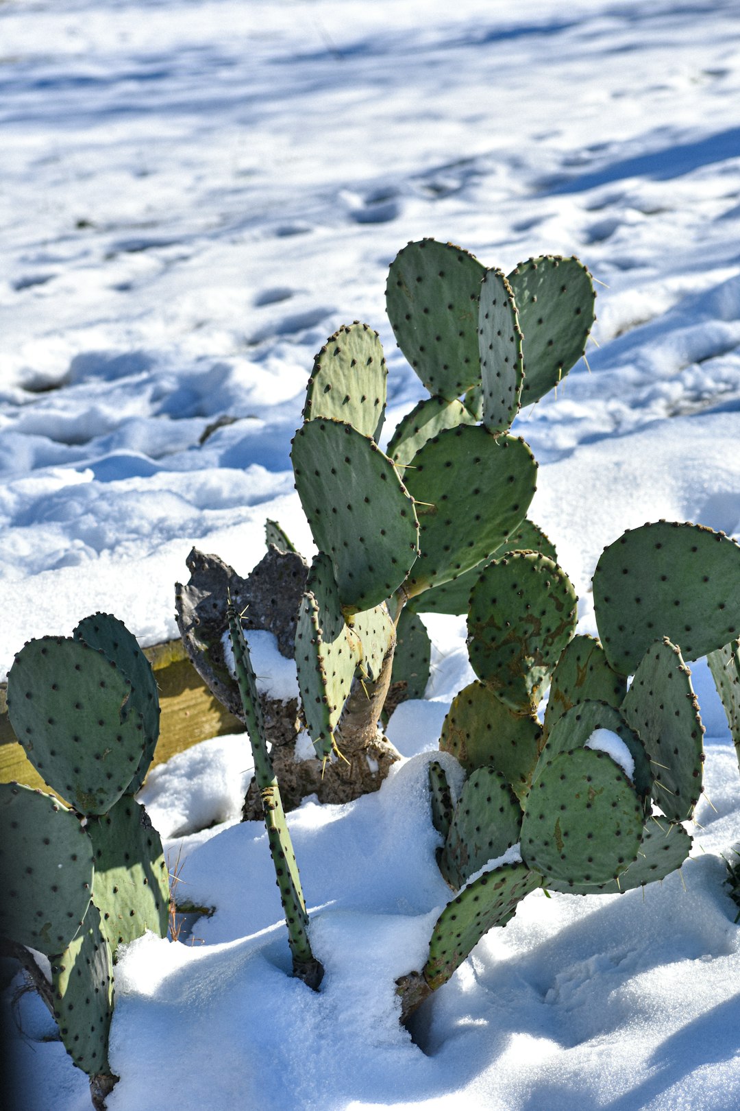 Can a Cactus Survive in Cold Weather? Discover Now! - Lifesavegear