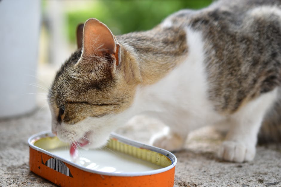 Can a Cat Survive in 35 Degree Weather: Essential Tips - Lifesavegear