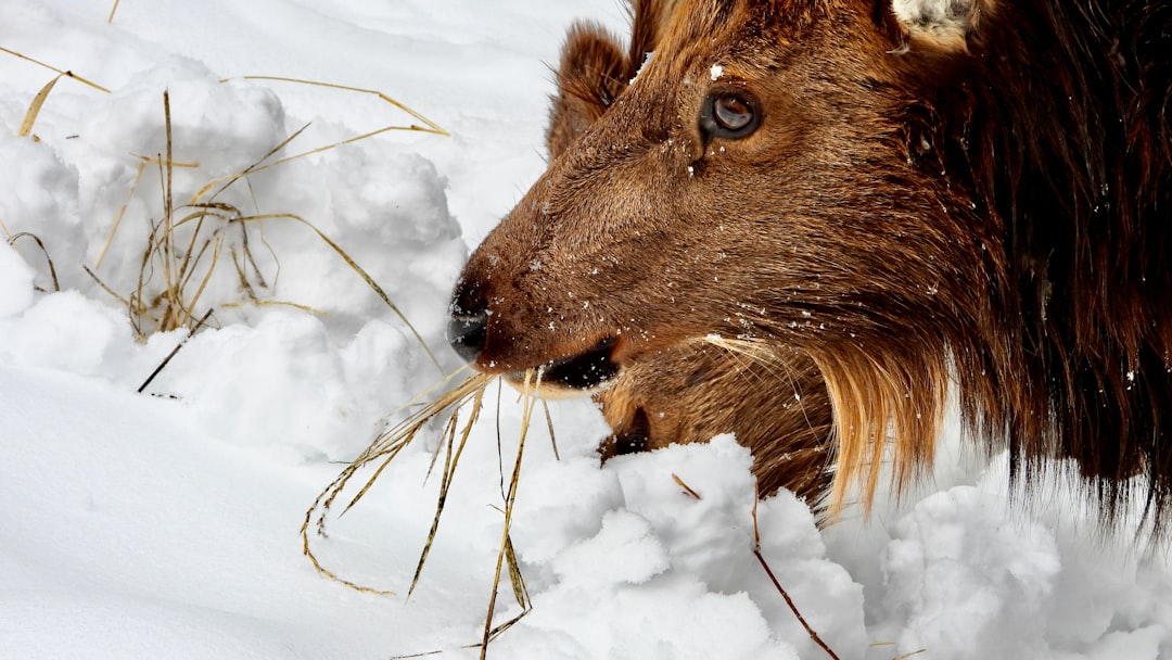 Can a Lion Survive in Cold Weather: Unveiling Nature's Secrets ...
