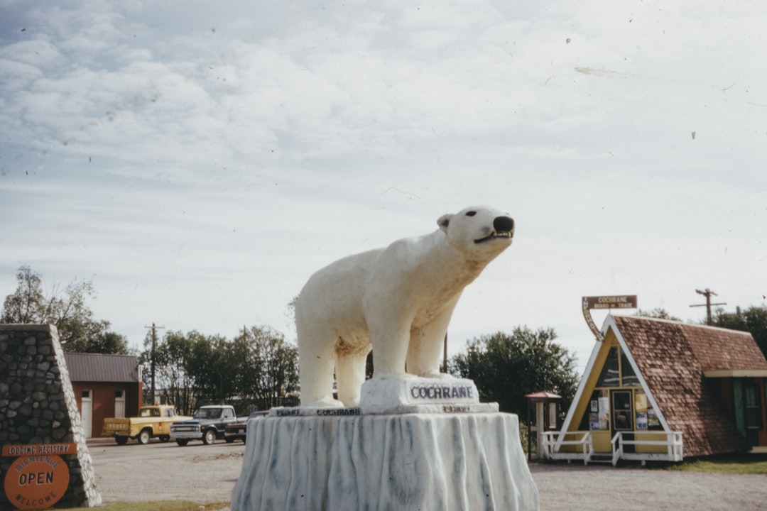 Can a Polar Bear Survive in Hot Weather: Unveiling Truths - Lifesavegear