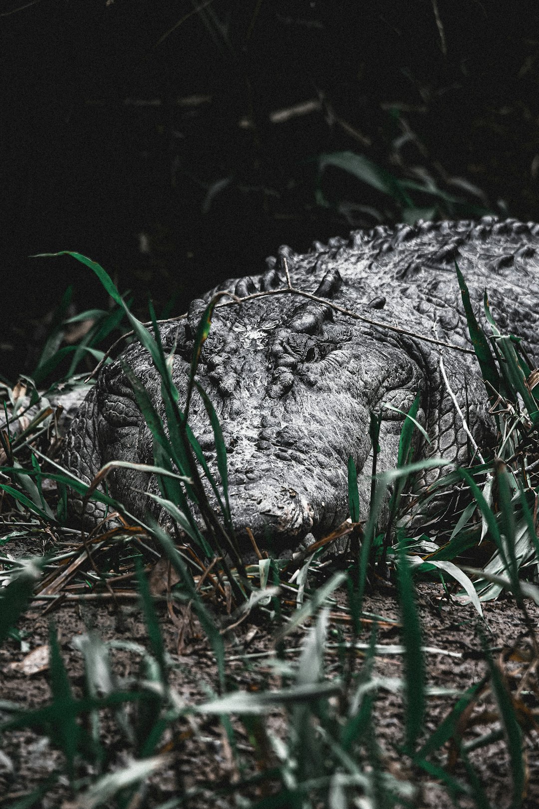 Can an Alligator Survive in Cold Weather? Discover Now - Lifesavegear