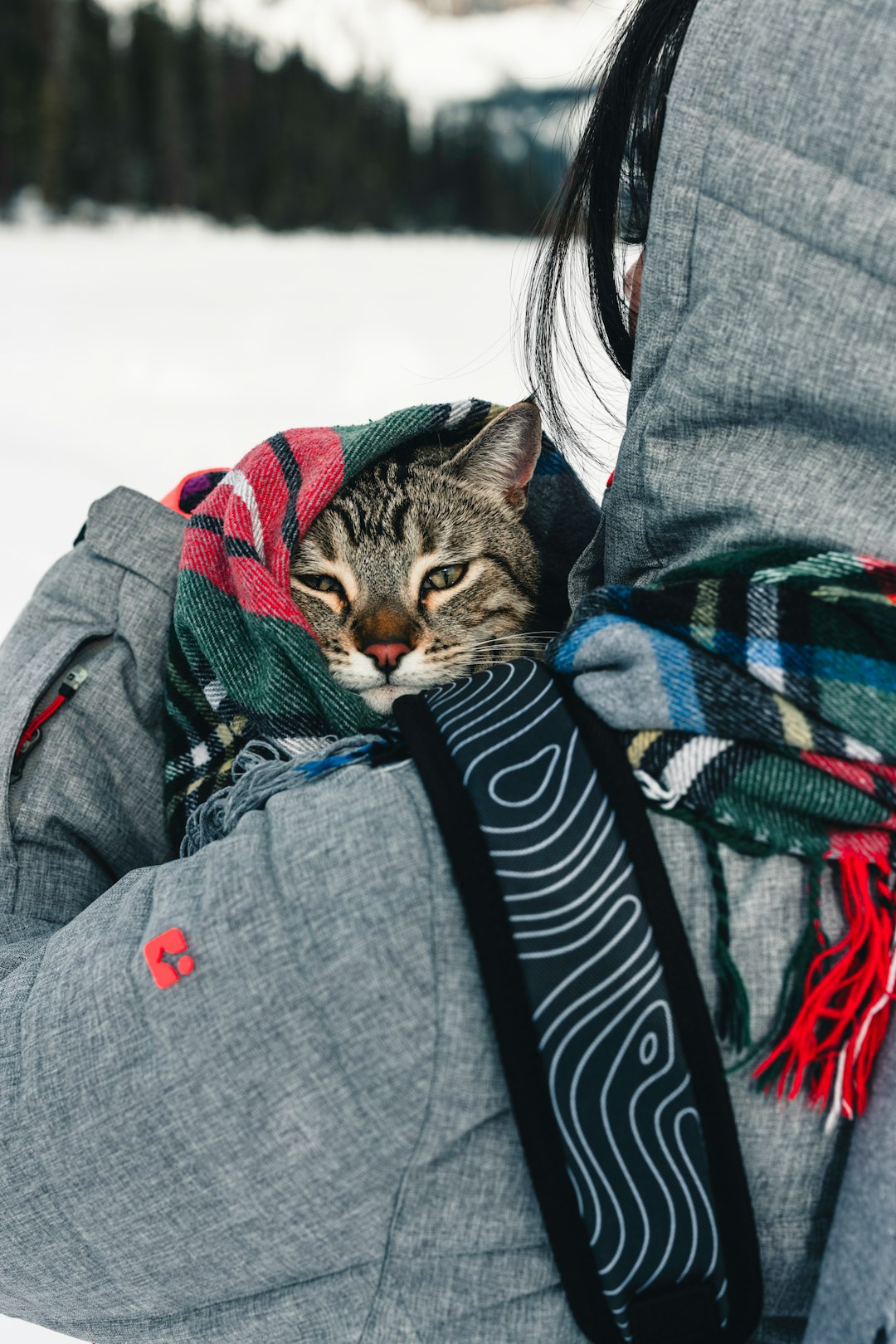 How Cold of Weather Can Cats Survive: Essential Guide - Lifesavegear