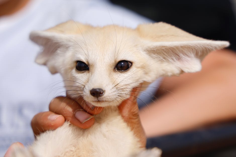 How Do Kit Foxes Survive in the Desert: Secrets Revealed - Lifesavegear