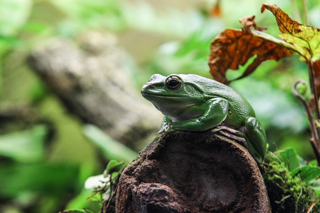 How to Use Sticky Frog Survival Kit: Essential Tips - Lifesavegear