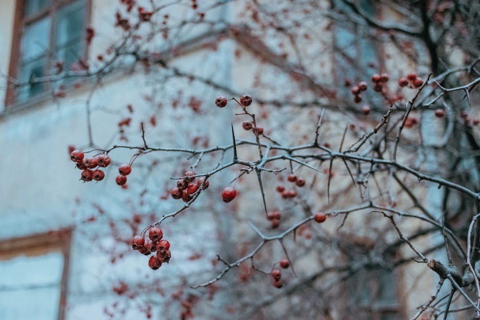 What Fruit Trees Can Survive Cold Weather: Hardy Options - Lifesavegear