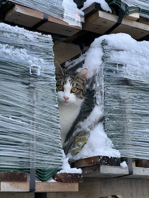 What is the Coldest Weather a Cat Can Survive in: Essential Guide ...