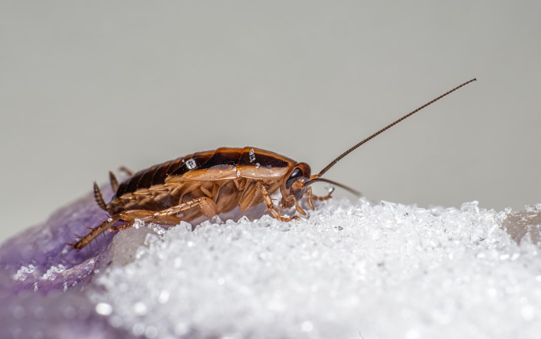Will Bed Bugs Survive in Cold Weather: Uncover the Truth - Lifesavegear